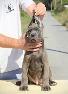 Cane Corso Kane Korso