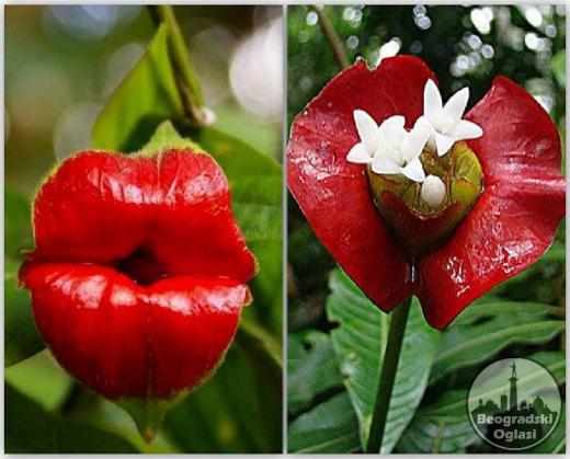 Vruce usne – Psychotria elata – Labios de puta