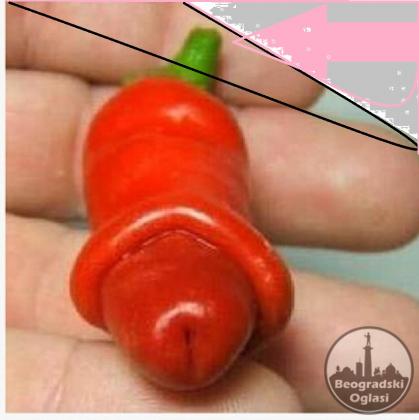 Penis cili paprika crvena