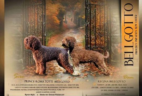 Lagotto romagnolo štenci