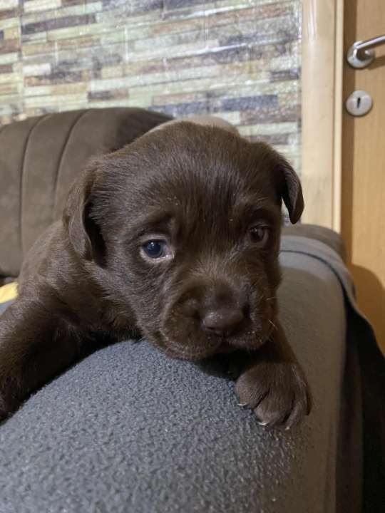 Labrador retriver štenci