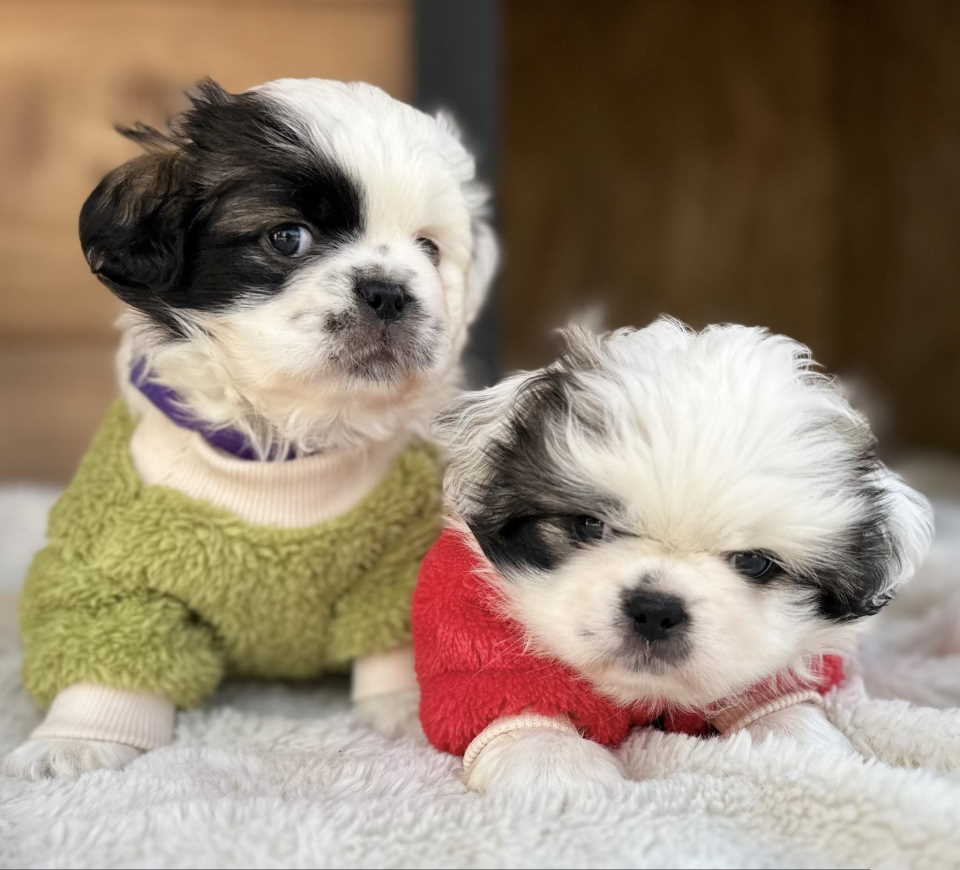 For sale very beautiful puppies pekinese 2 boys 2 girls