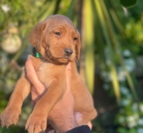 !SPREMAN! Fox Red Labradori 6. generacije KC vrhunske kvalitete