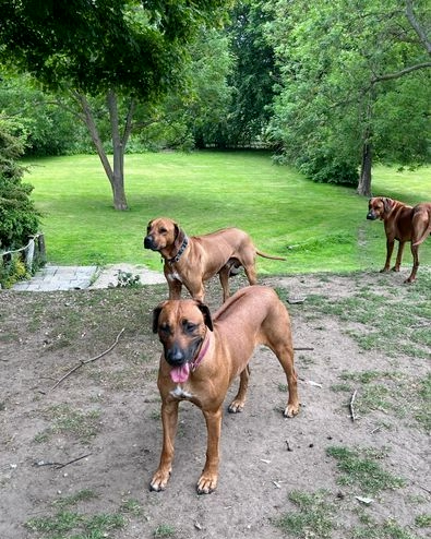 Zapanjujući štenci ridgebacka