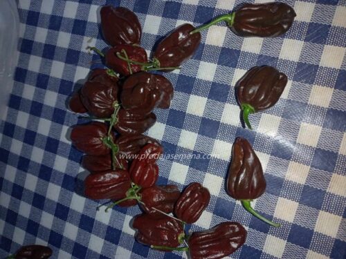 Plod Habanero Chocolate Chili (350.000 Scoville)