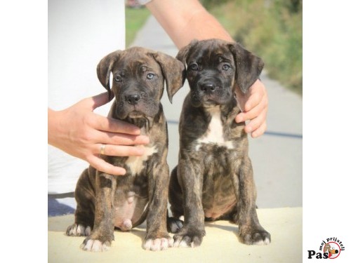 Cane Corso