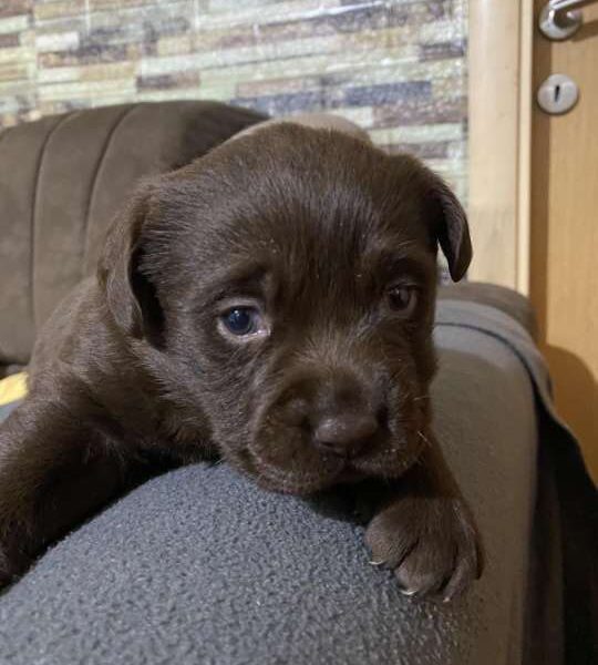 Labrador retriver štenci