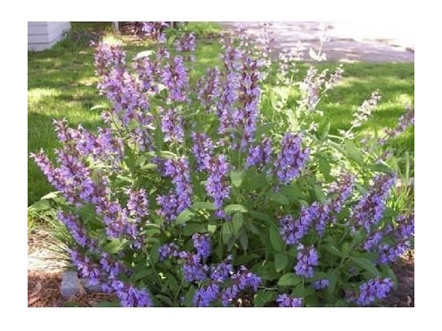 Salvia officinalis / Žalfija / 200 semena