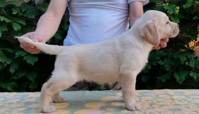 Labrador retriver