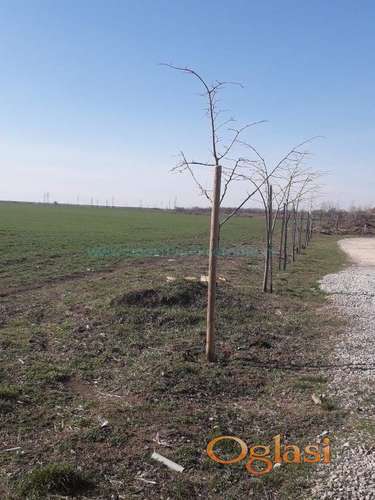 Zemun, Plavi horizonti, Jovana Boškovića, 100a