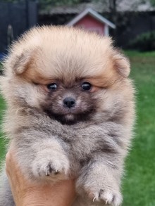 Pomeranski spic