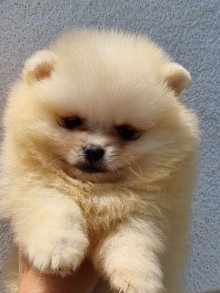 Pomeranac boo