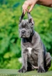 Cane Corso Kane Korso štenci PREPORUKA