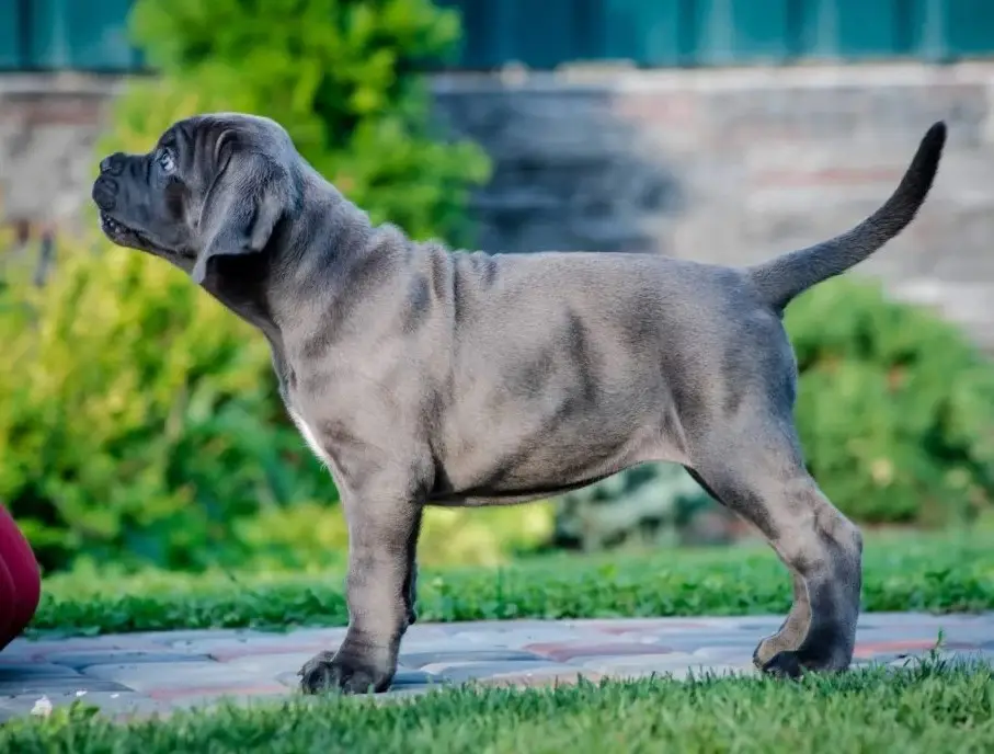 Cane Corso Kane Korso štenci PREPORUKA