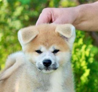 Akita Inu