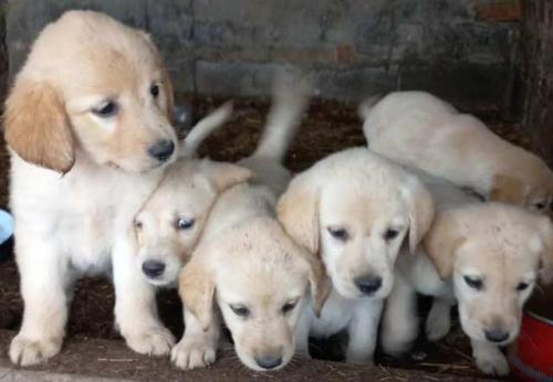 Labrador retriver stenci