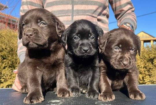 Labrador retriver stenci