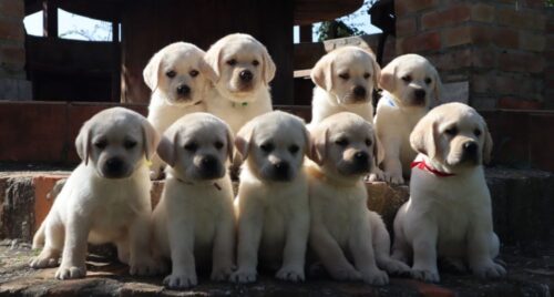 LABRADOR RETRIVER štenci