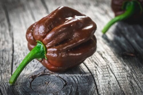 Seme,Habanero Chocolate Chili (350.000 Scoville)