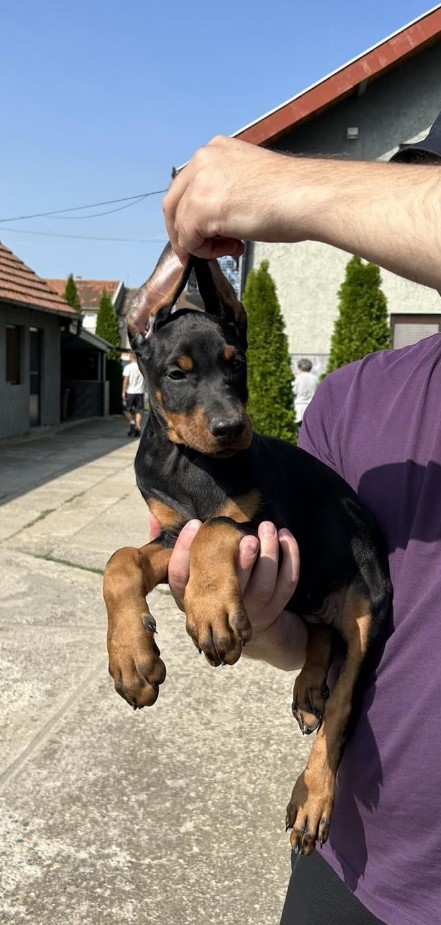 Doberman TOP KVALITET