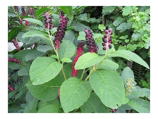 Vinobojka (Phytolacca decendra) 100 semena