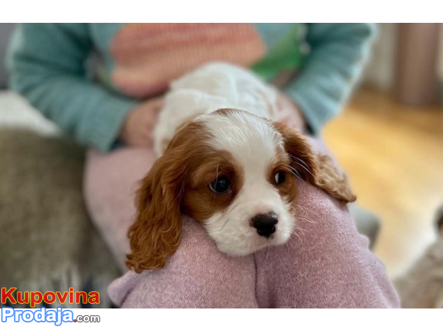 Cavalier King Charles Spaniel vrlo zgodan dječak spreman sada KC!!!