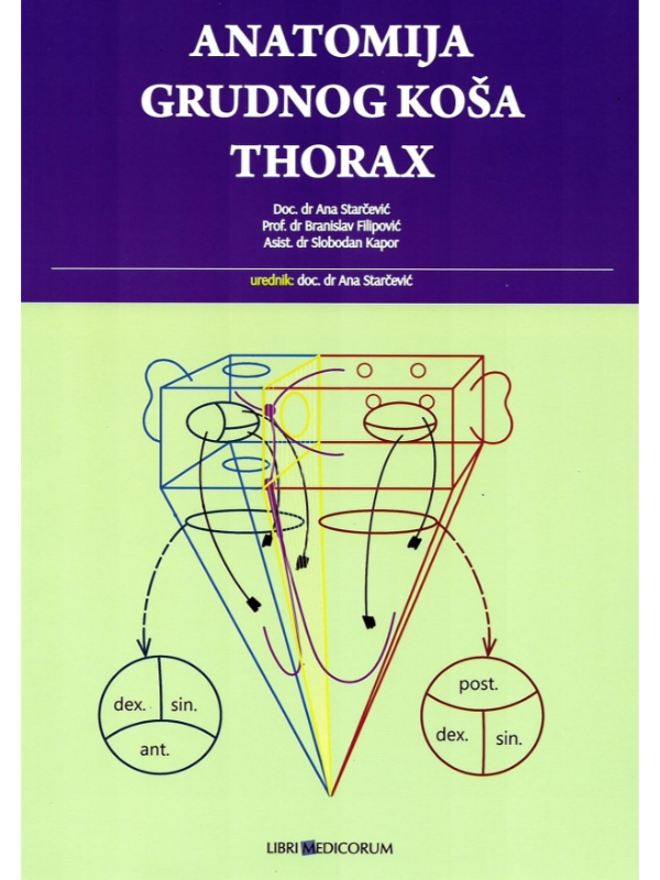 Anatomija grudnog koša : thorax