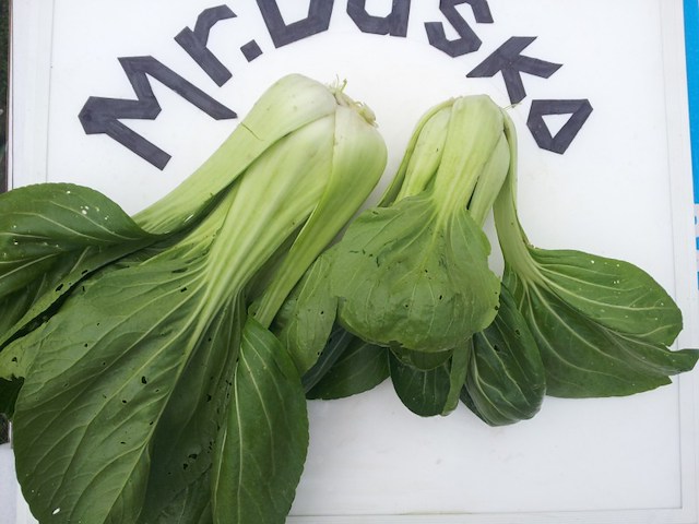 Pak choi 100 semena