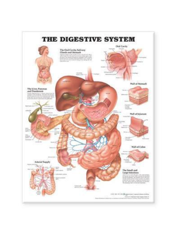 Digestive System Pu