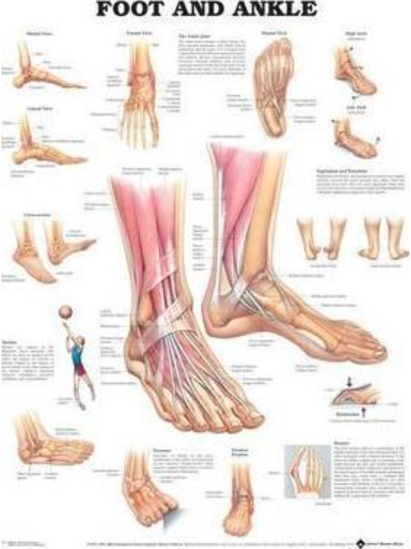 Foot and Ankle Anatomical Chart