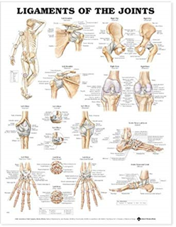 Ligaments Of The Joints Pu