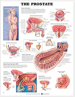 Prostate Pu