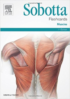 Sobotta Flashcards Muscles: Muscles, 1e