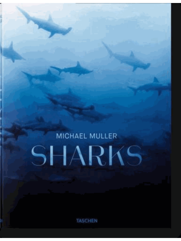 Michael Muller. Sharks