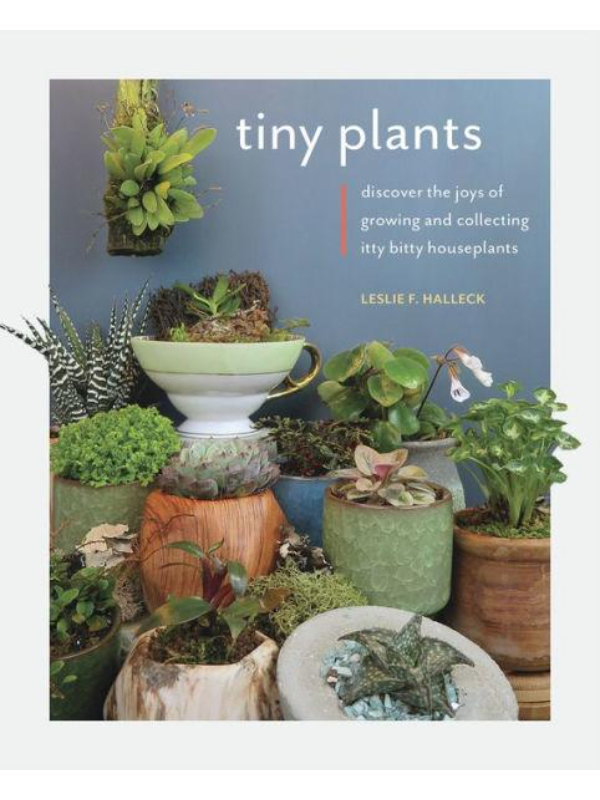 Tiny Plants Discover the joys of growing and collecting itty bitty houseplants