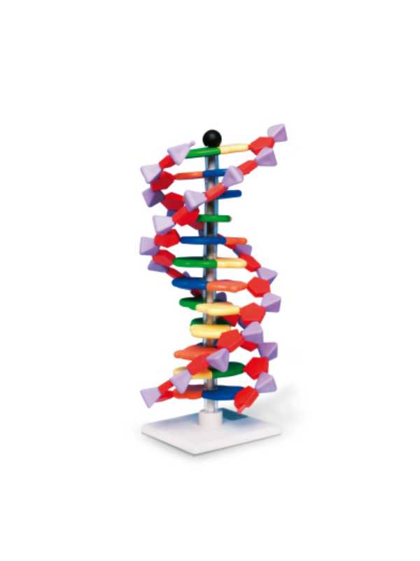 Mini DNA, 12 segmenata