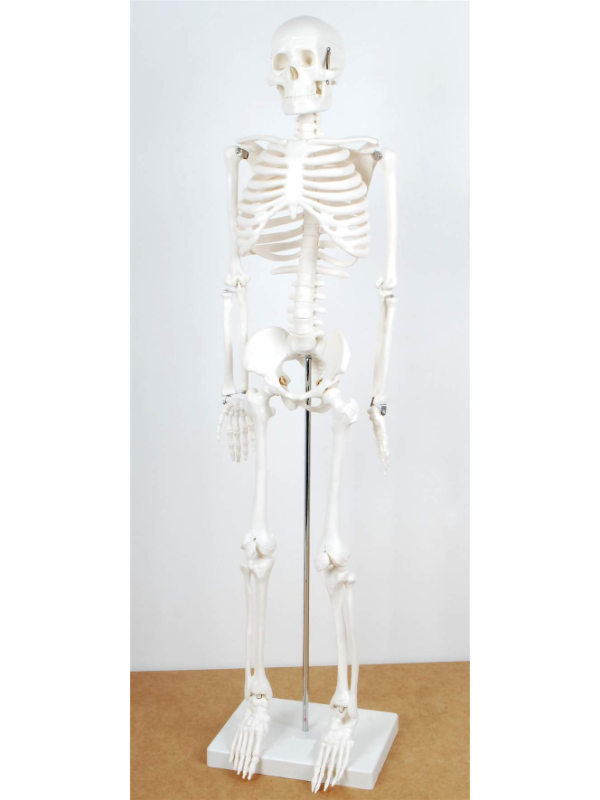 Skelet čoveka mini, H-85 cm