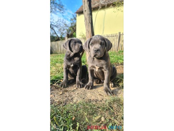 CANE CORSO prelepi štenci