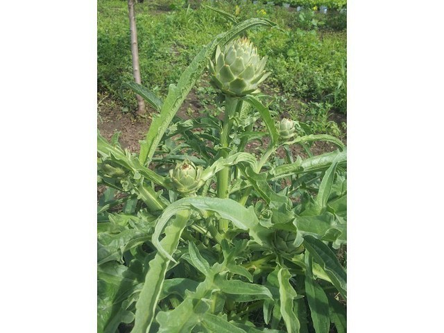Articoka zelena `Green globe ` 30 semena