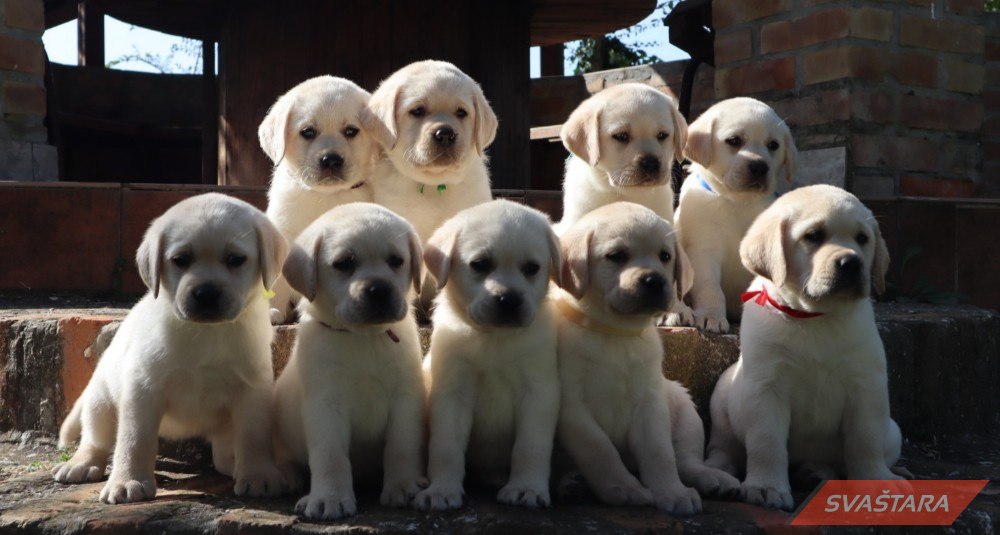 LABRADOR RETRIVER štenci