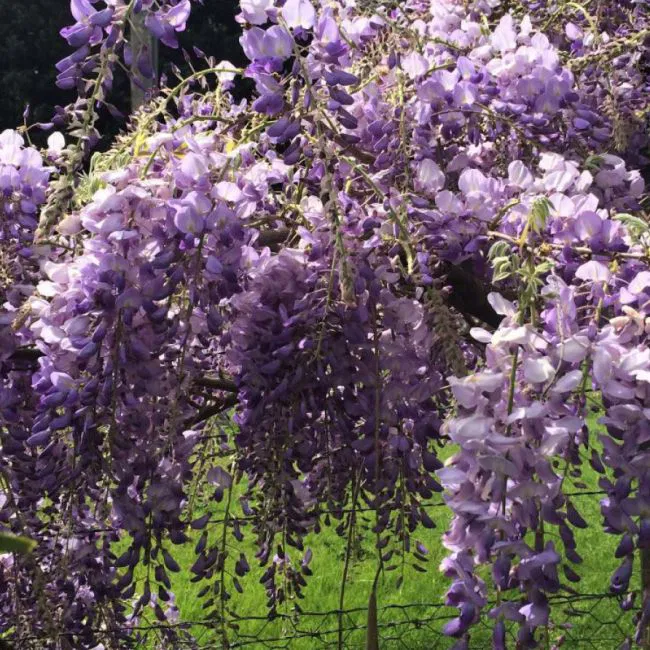 Wisteria floribunda 'Lawrence' • P 15 • 70+ cm