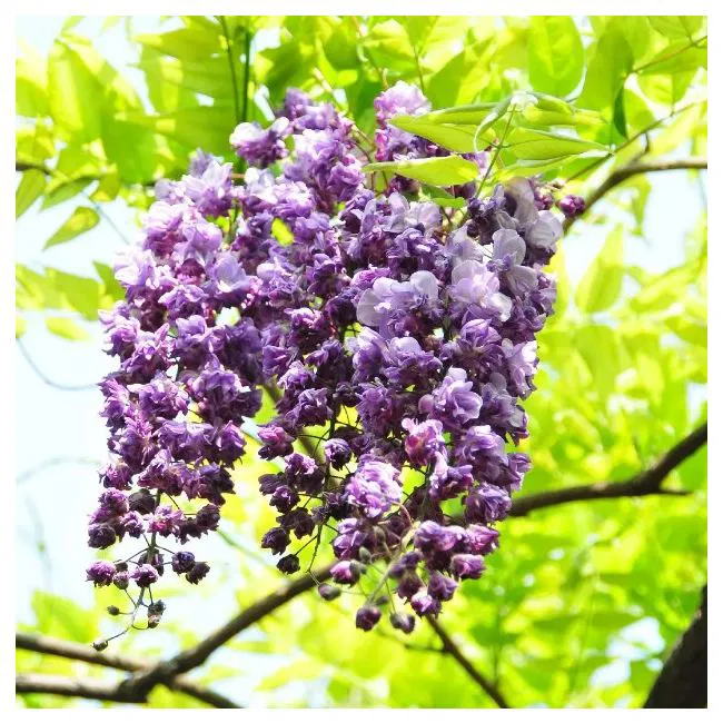 Wisteria floribunda 'Violacea Plena' • P 15 • 120 cm +