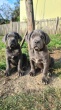 Cane Corso Kane Korso štenci PREPORUKA