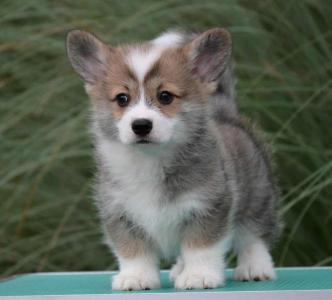 Velski korgi/Welsh Corgi Pembroke