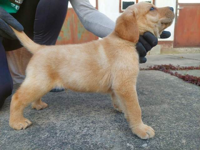 Labrador Retriver, vrhunski štenci