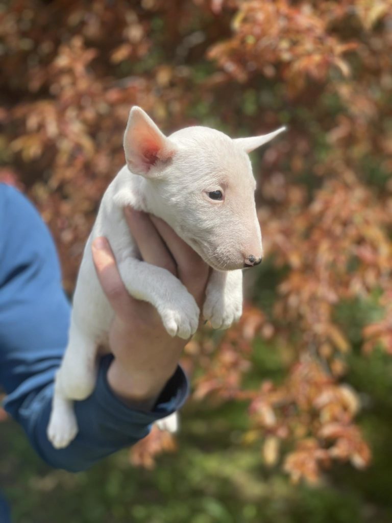 Minijaturni Bull Terijer štenci