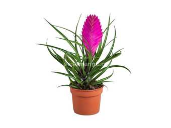 Tillandsia cyanea