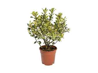 Ilex argentea marginata 30cm