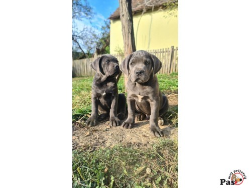 Cane Corso