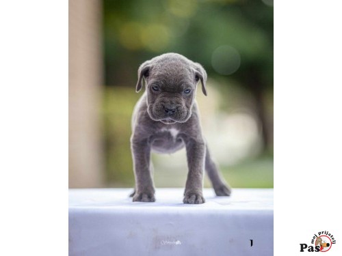 Cane Corso